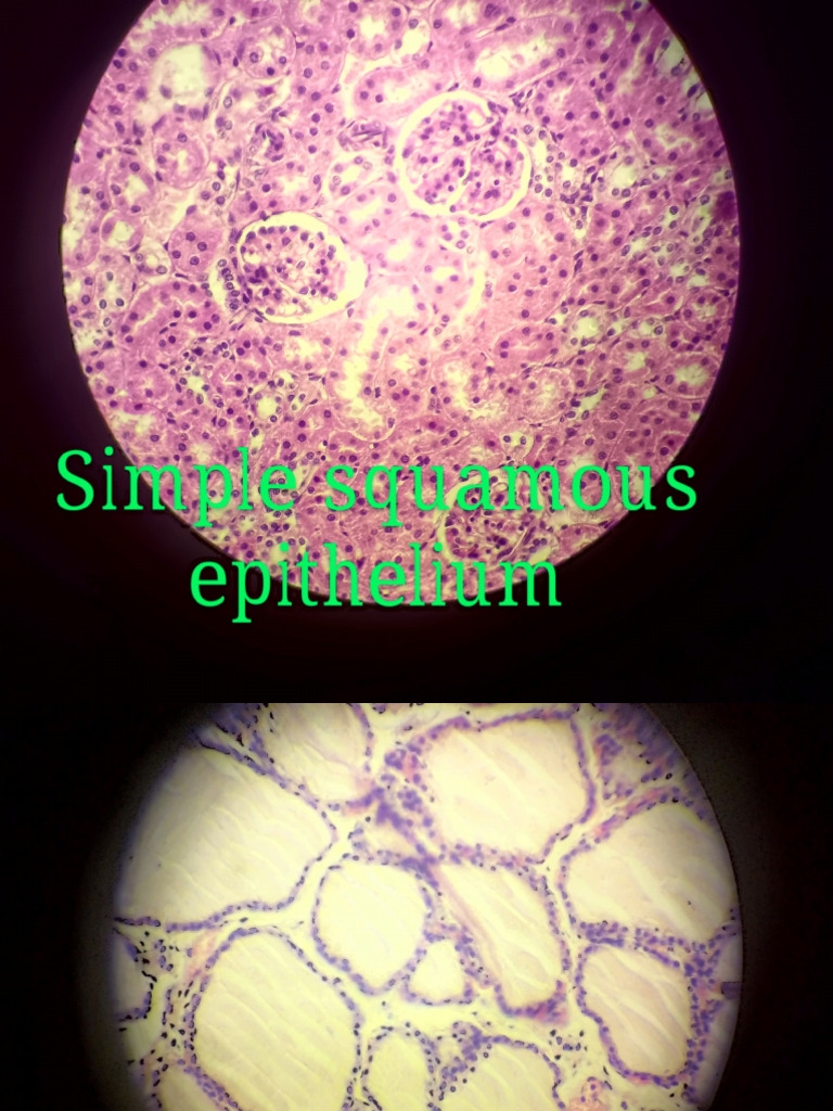 Histology Microscopic Slides | PDF