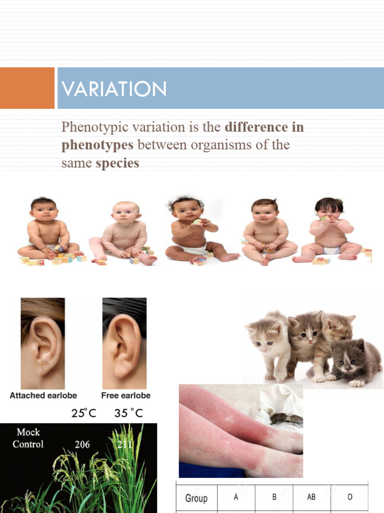Genetic Variation | PDF | Meiosis | Genetics