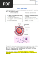 Esquema Proceso Gametogénesis Detallado | PDF | Mitosis | Sistema reproductivo