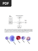 Understanding Stress Leukogram Patterns | PDF | White Blood Cell ...