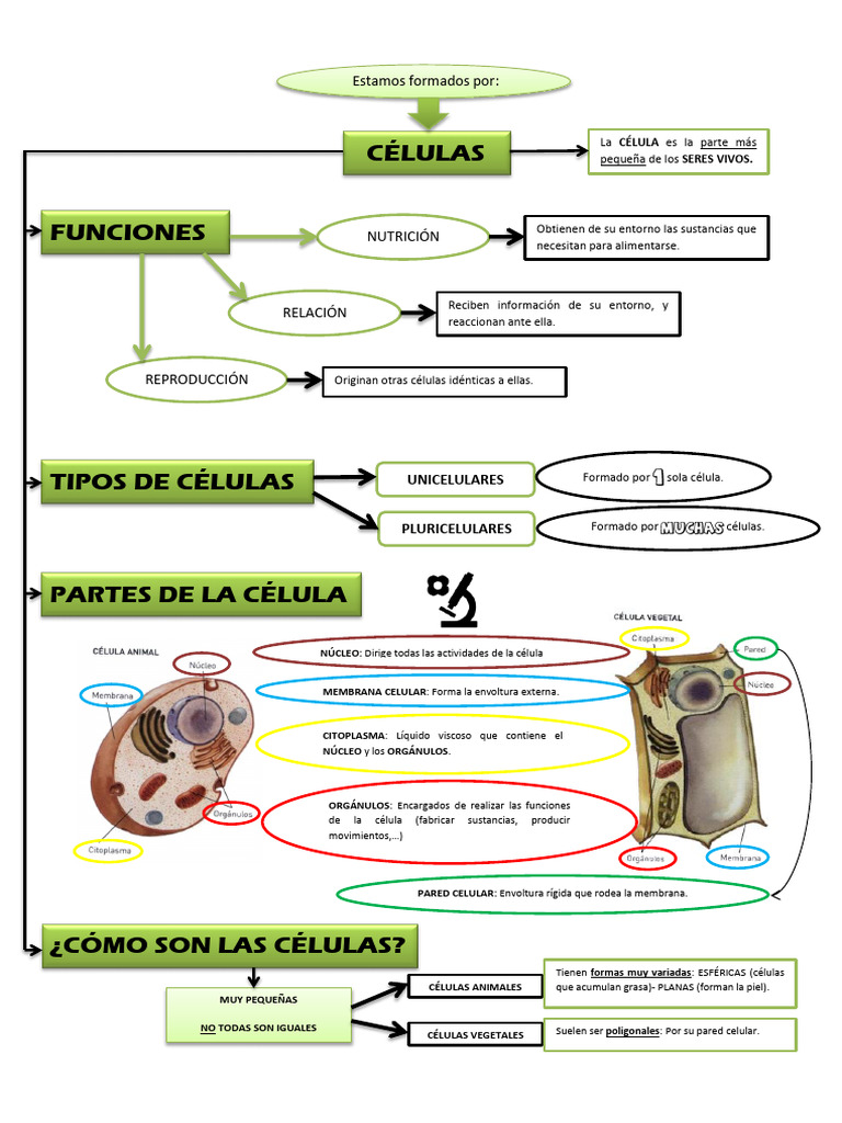 Esquema Las Células | PDF