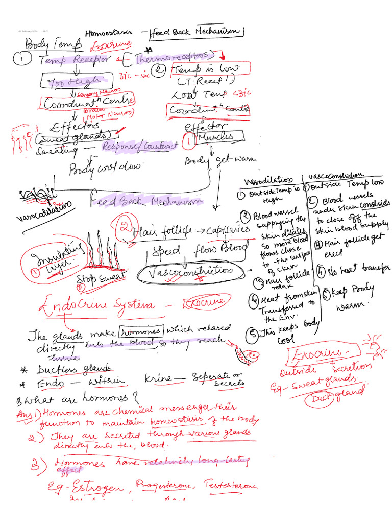 Homeostasis Notes Gcse | PDF