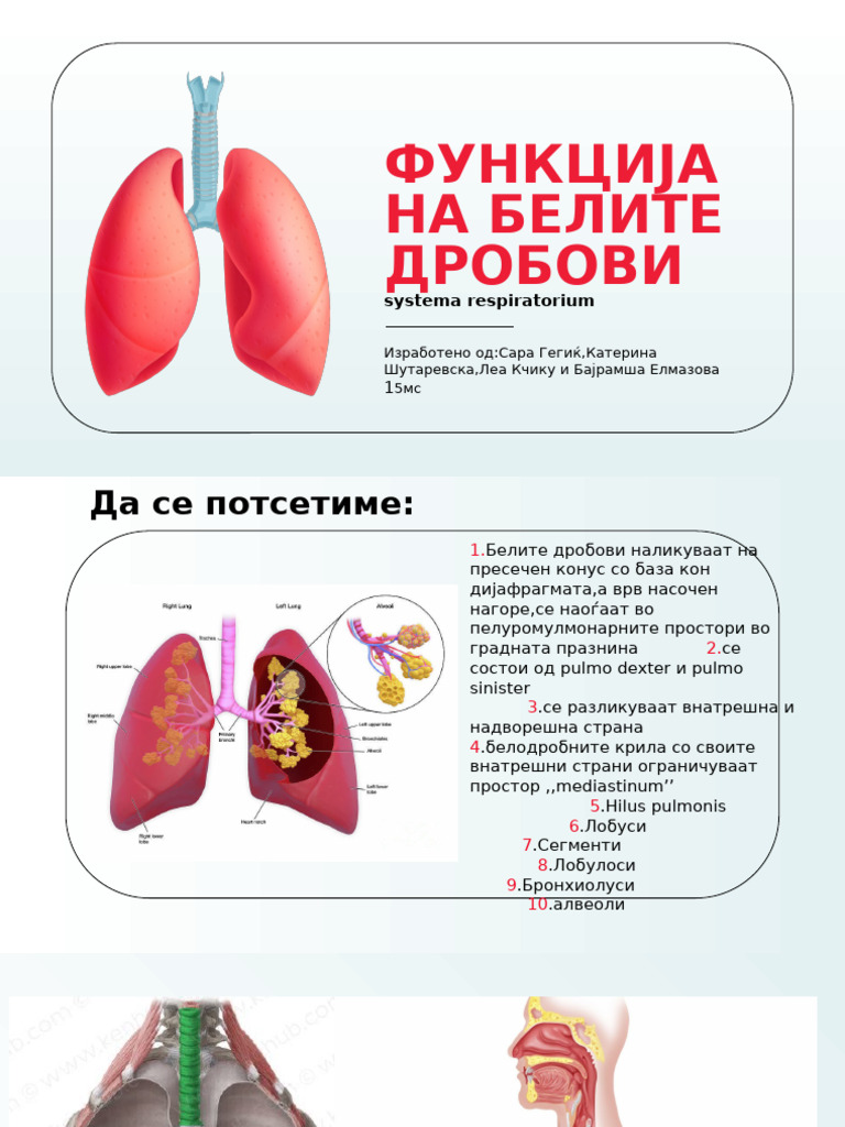Anatomija Beli Drobovi | PDF