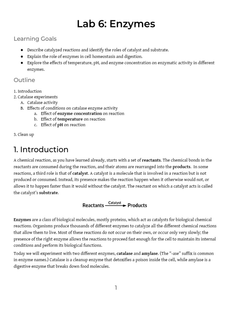 Lab 6 - Enzymes FA24 | PDF | Catalase | Enzyme