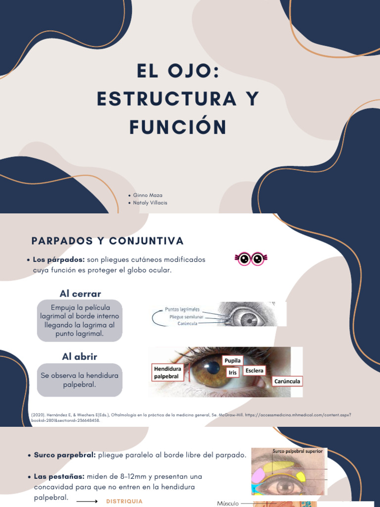 El Ojo Estructura y Función | PDF | Oftalmología | Ojo humano