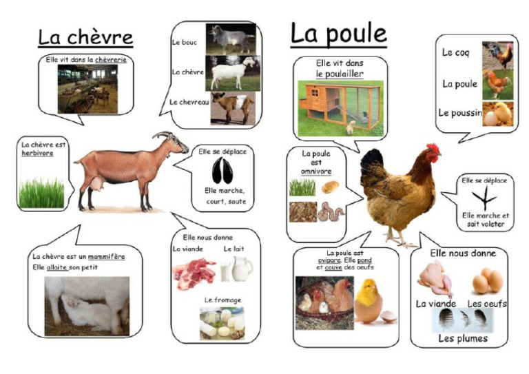 Chevre Et Poule | PDF