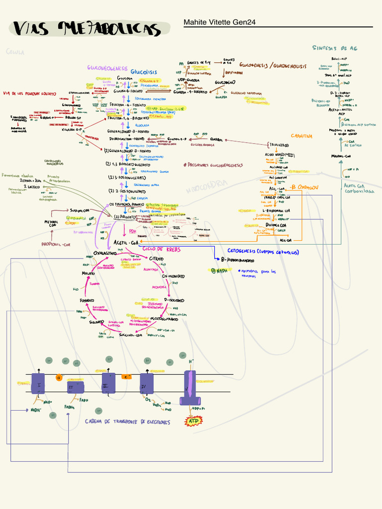 Vias Metabolicas Bioquimica | PDF | Bioquímica | Química