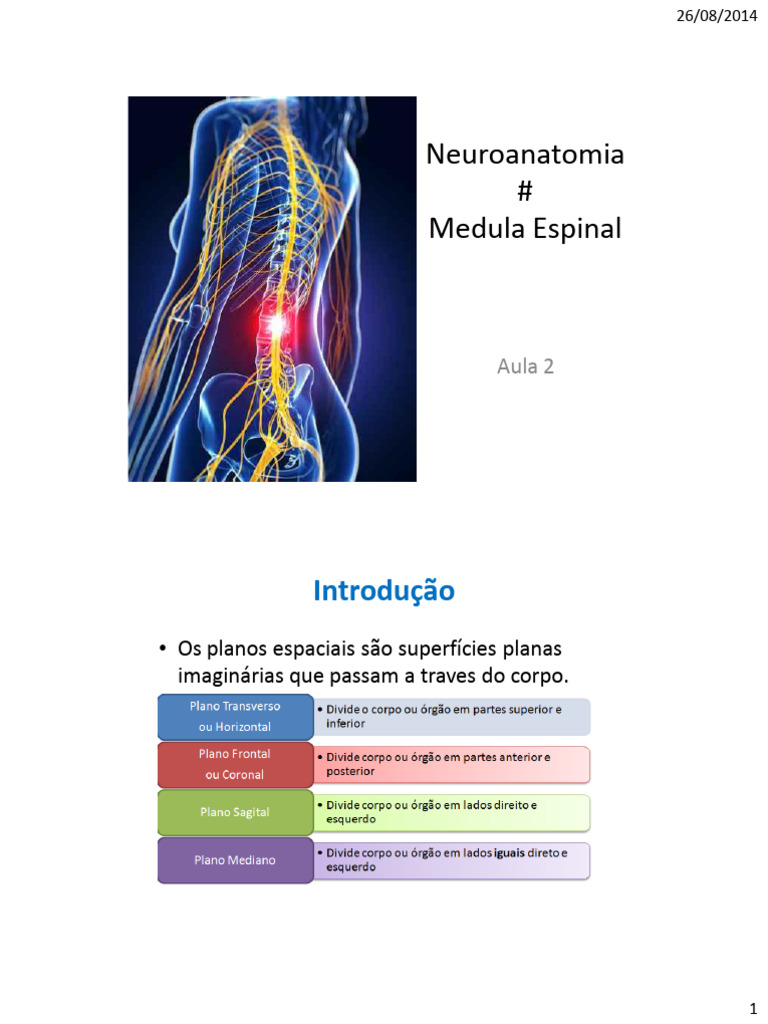 Anatomia da Medula Espinal: Estruturas e Funções | PDF | Medula ...
