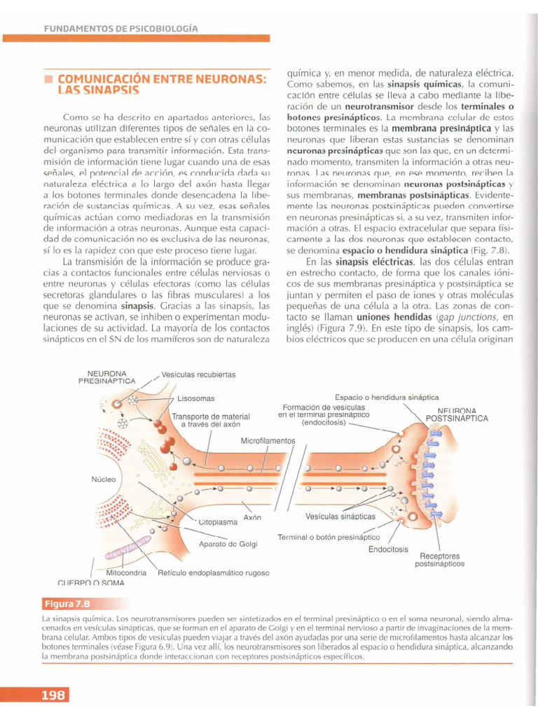 Neuro Transm I Sores | PDF