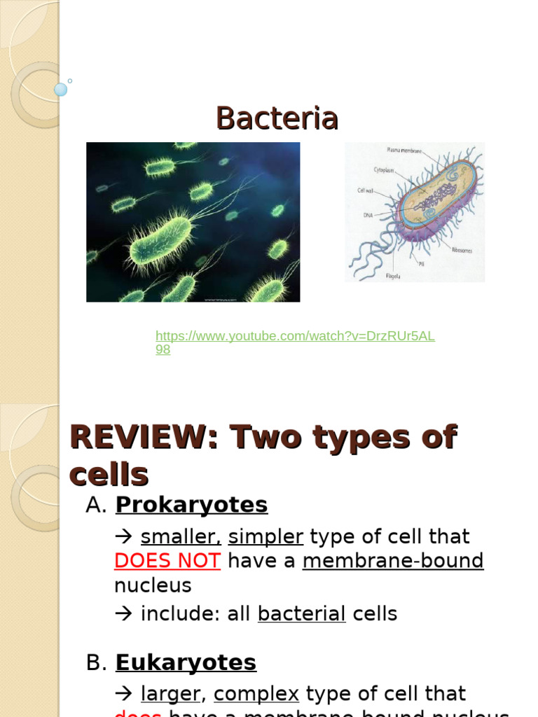 Bacteria Lesson | PDF | Archaea | Bacteria