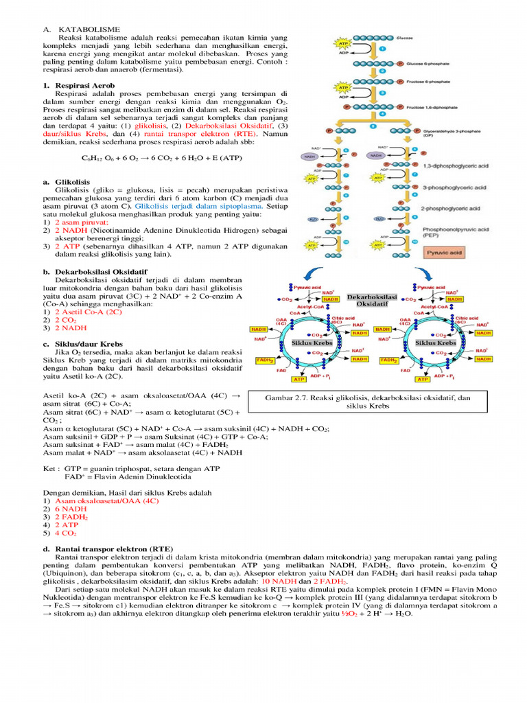 2.b. Respirasi Aerob Dan Anaerob | PDF