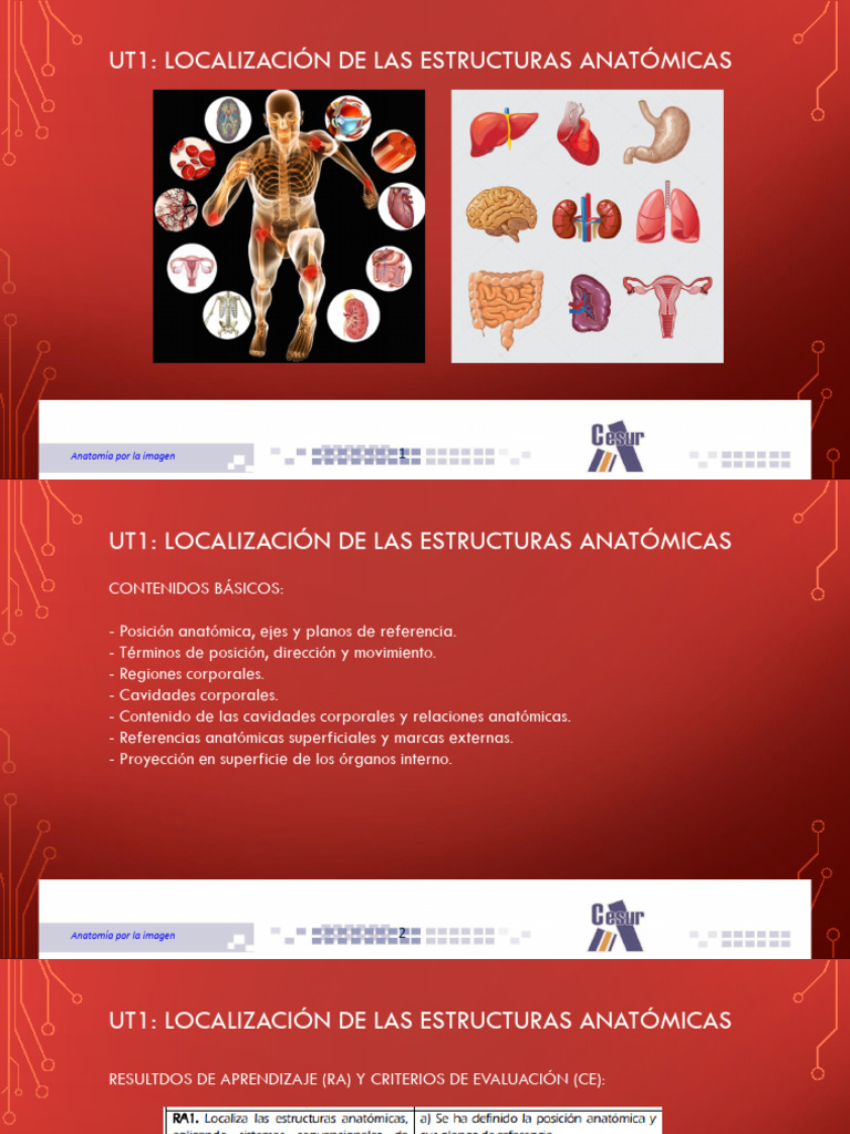 Ud 1 Localización de Las Estructuras Anatómicas | PDF | Términos anatómicos de ubicación | Vértebra
