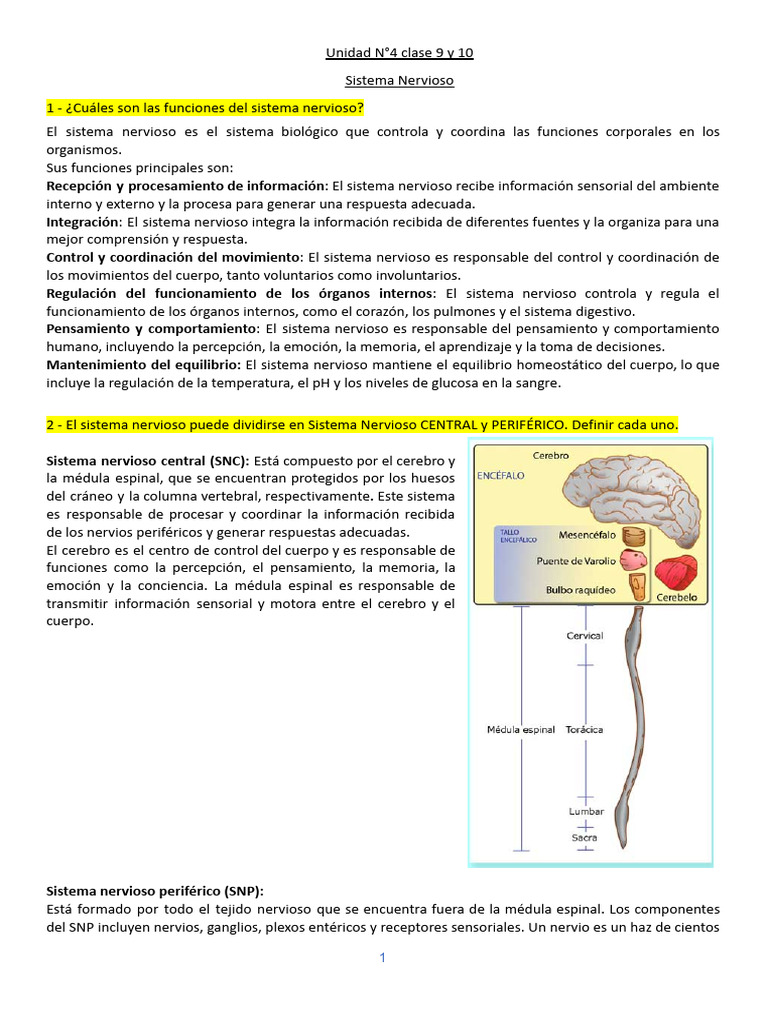 9 y 10 - Sistema Nervioso AF2 Corregida | PDF | Sinapsis | Mielina