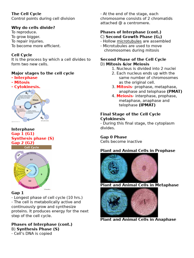 The Cell Cycle - Reviewer | PDF | Mitosis | Cell Cycle