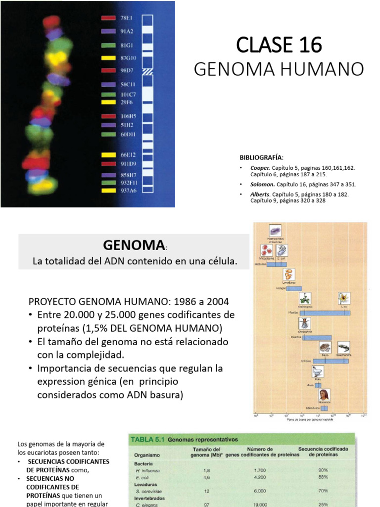Clase 16 - Genoma Humano | PDF | Rna | Gene