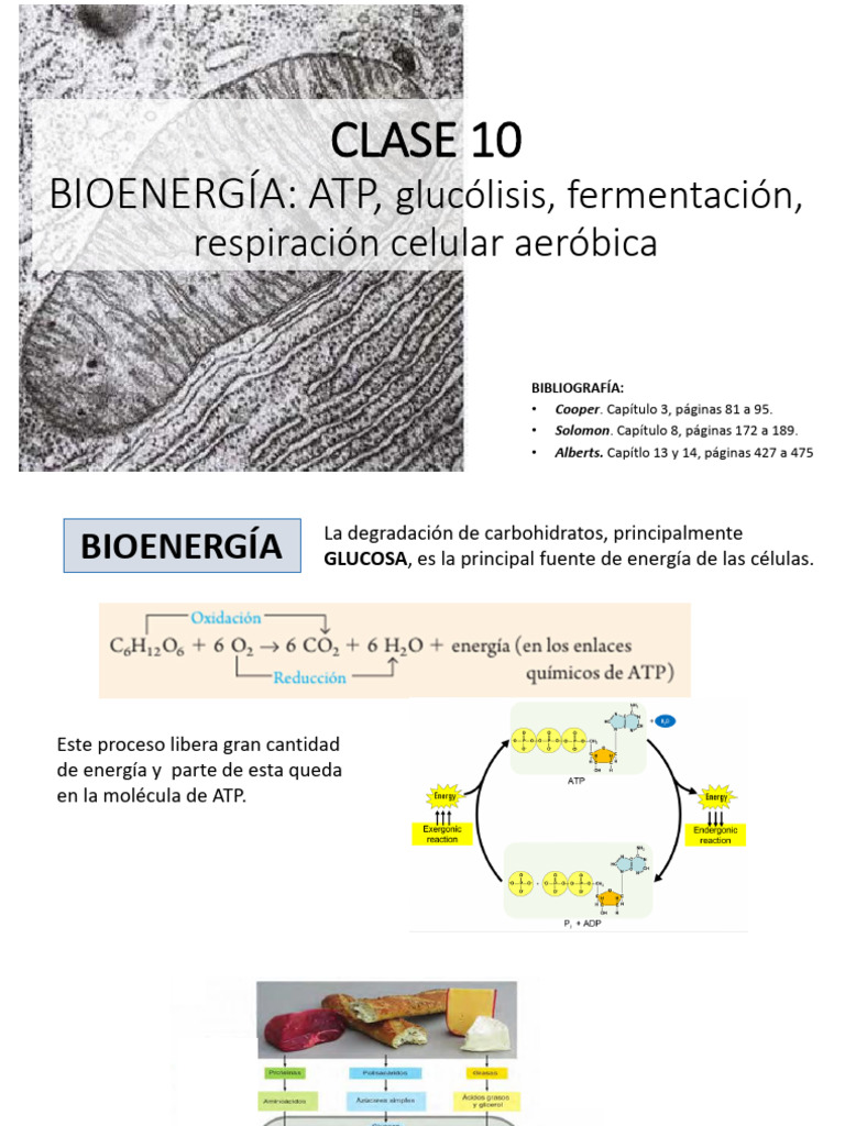 CLASE 10 - Generación de ATP | PDF | Trifosfato de adenosina ...
