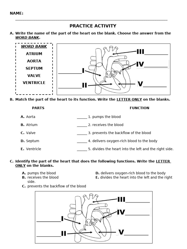 Heart Practice Activity | PDF