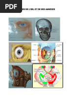 Anatomie de la Conjonctive Oculaire | PDF | Cornée | Épithélium