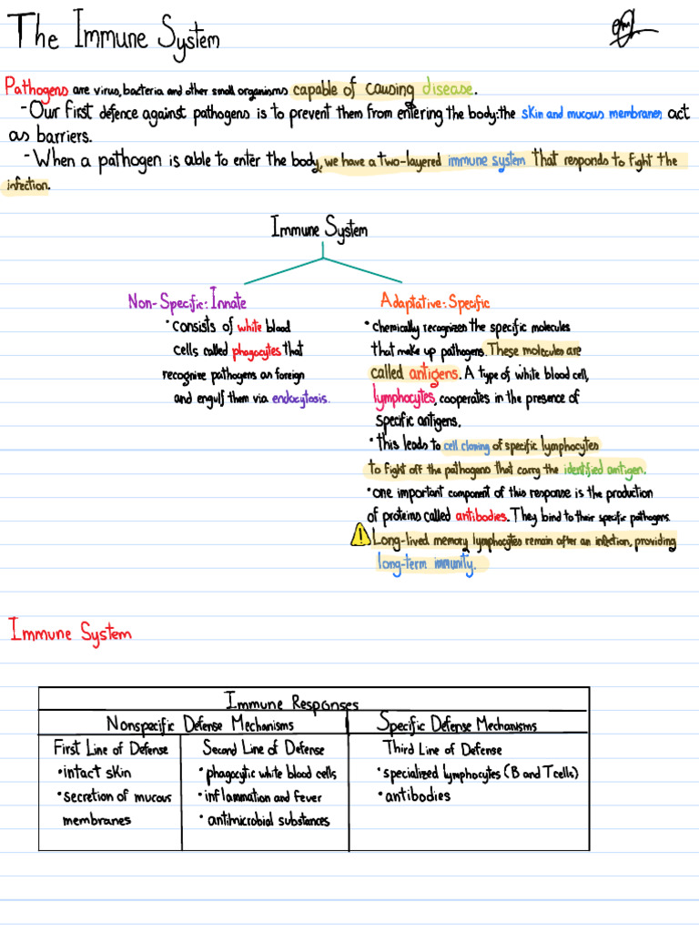 Immune System | PDF