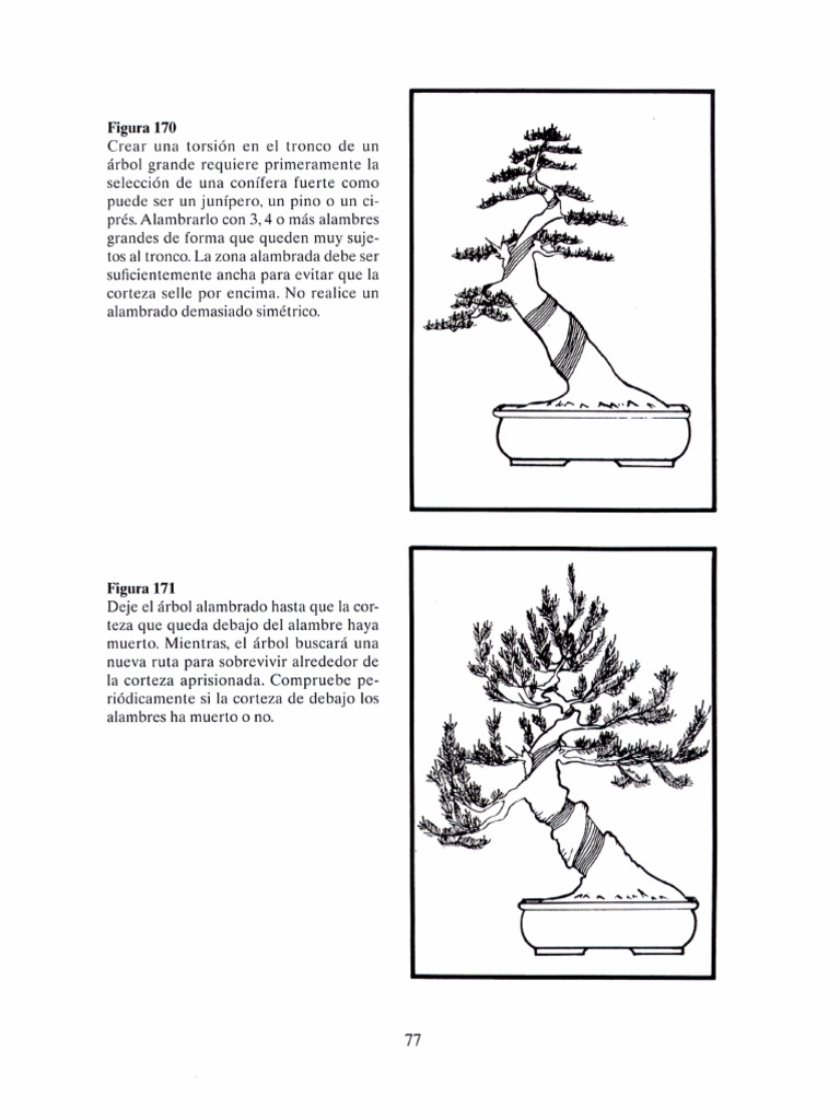 John Yoshio Naka - Tecnicas Del Bonsai 4 | PDF