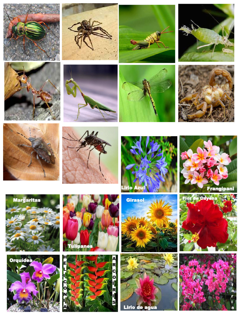 Insectos Tareas | PDF