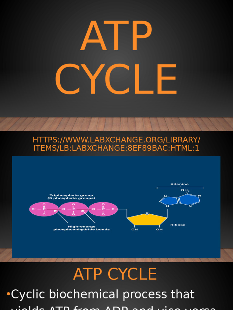 Atp Cycle | PDF
