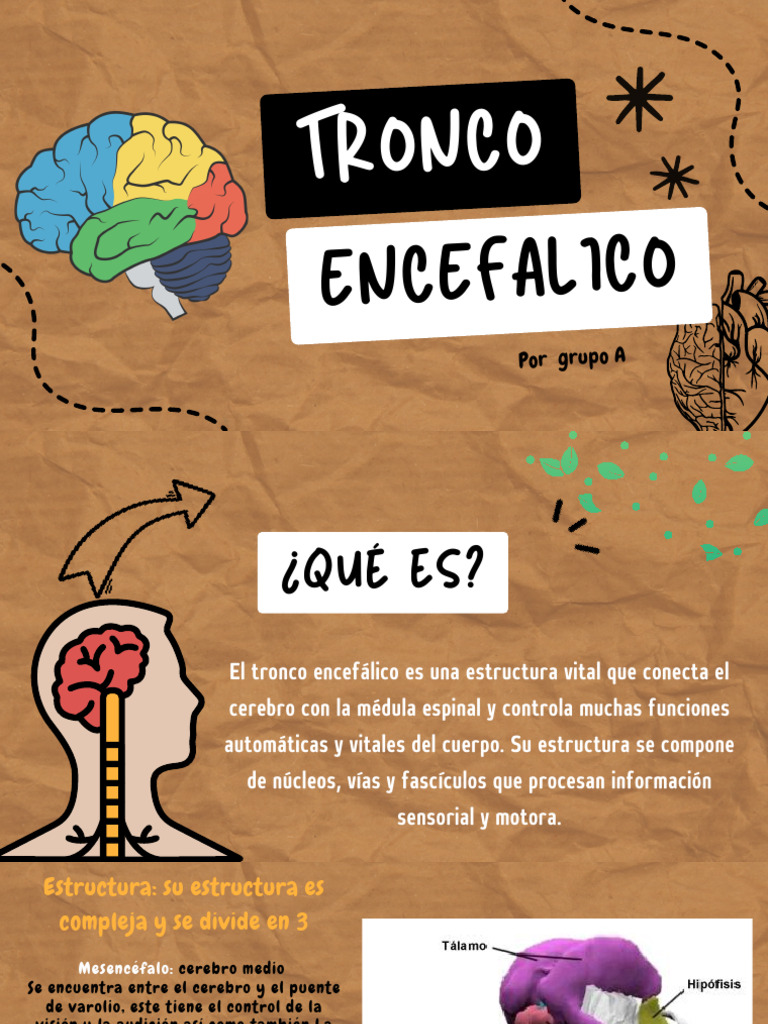 Tronco Encefalico | PDF | Cerebro | Neurociencia