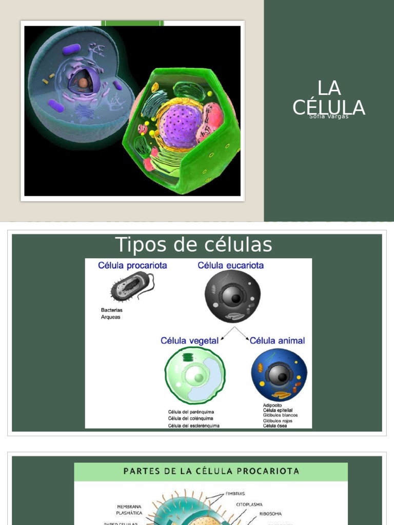 Practica 6 La Célula Final | PDF