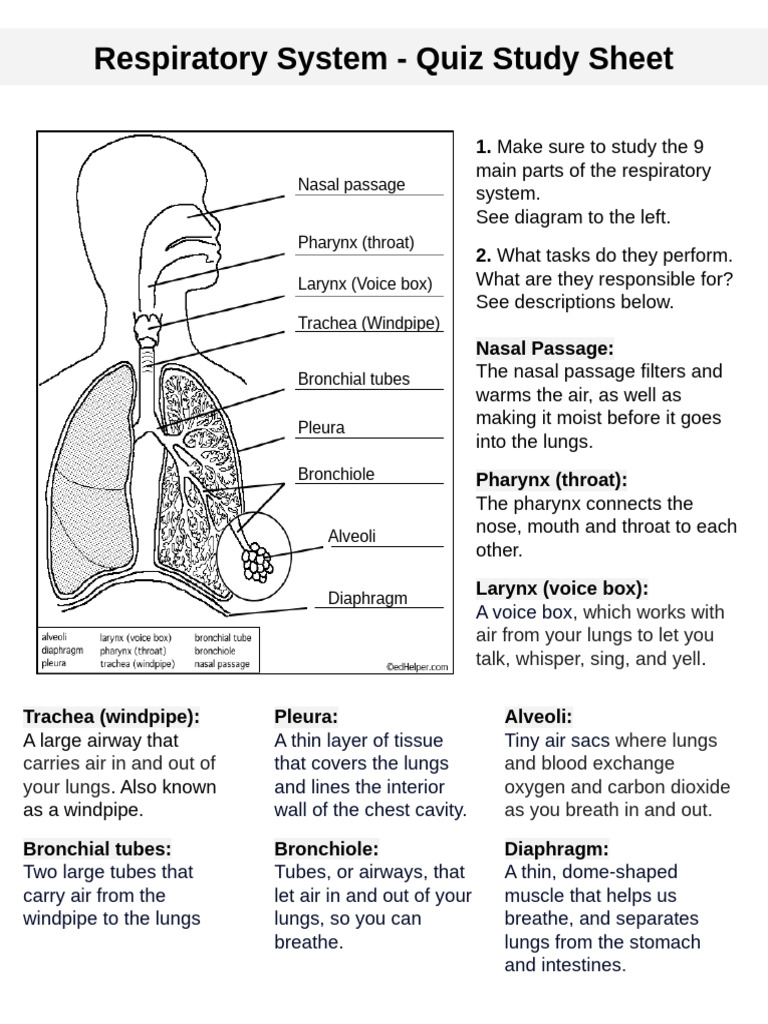 Respiratory System Study Guide & Quiz | PDF | Respiratory Tract | Lung