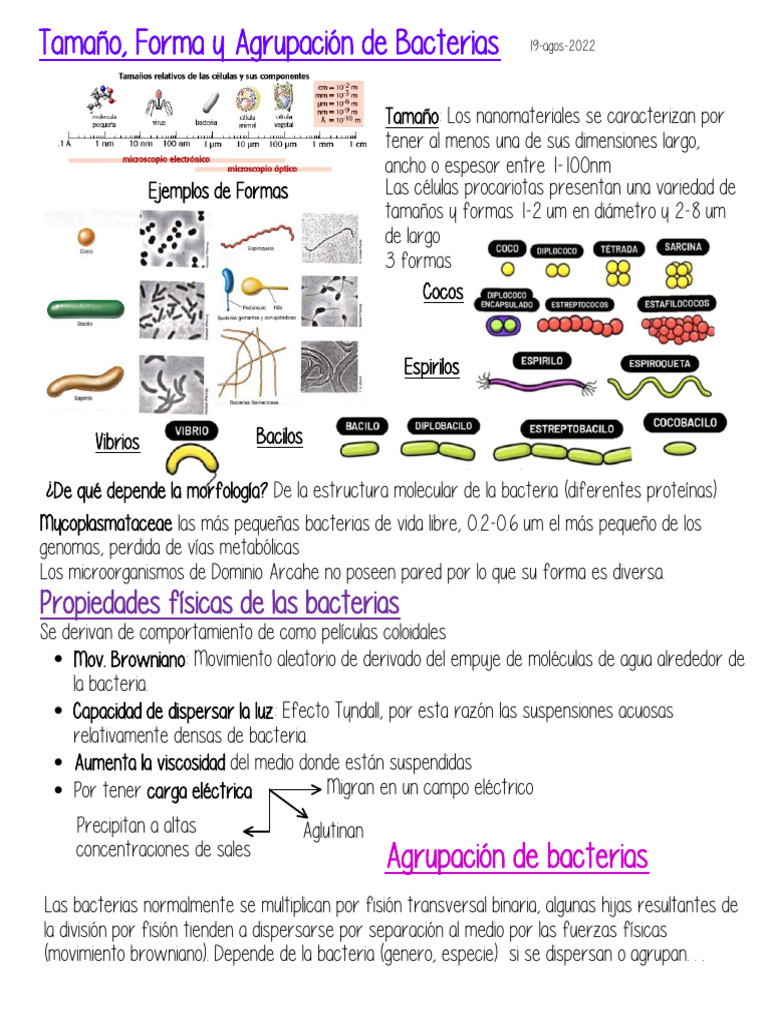 Tamaño y Agrupación de Bacterias | PDF | Las bacterias | Quimiotaxis