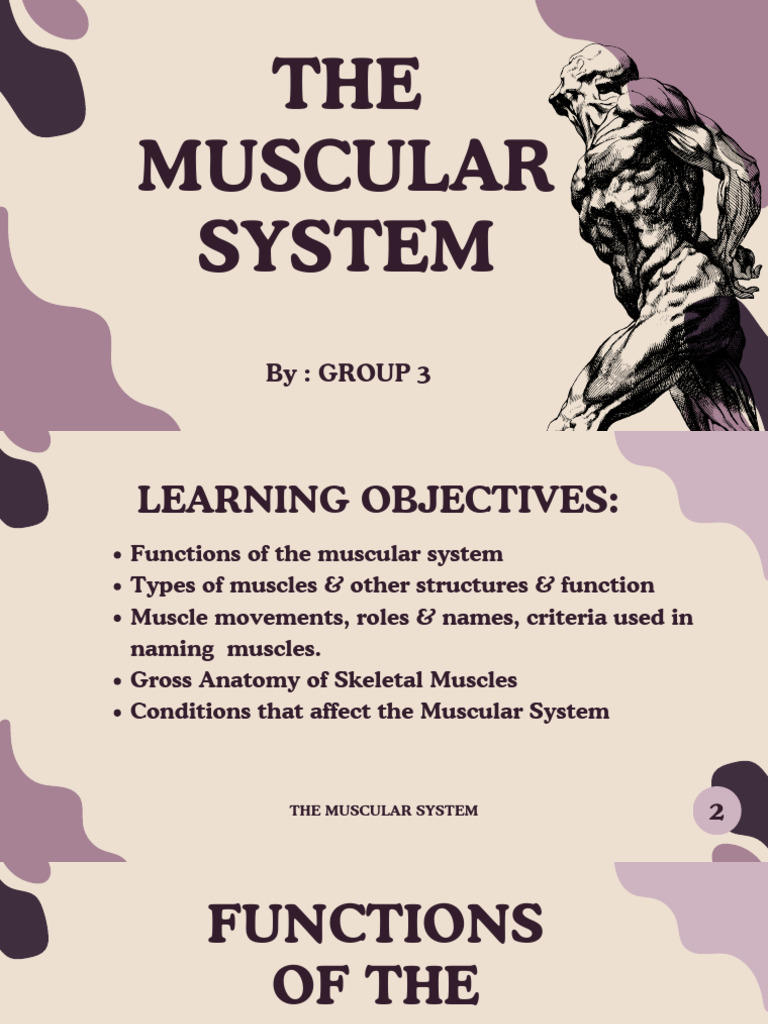 The Muscular System | PDF | Anatomical Terms Of Motion | Muscle