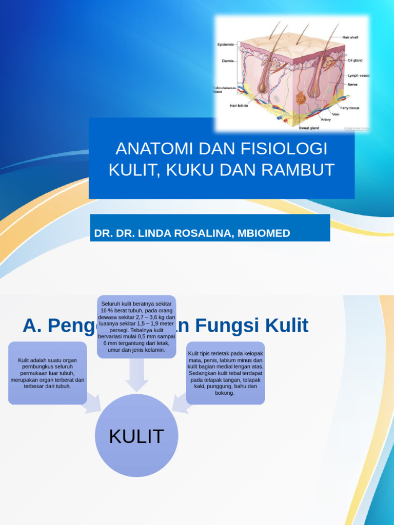 Struktur dan Fungsi Kulit, Rambut, Kuku | PDF