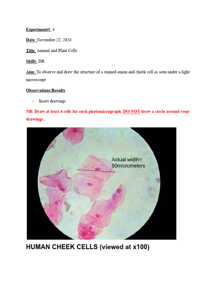 Lab # 4 - Drawing of Onion Cells and Human Cheek Cells | PDF