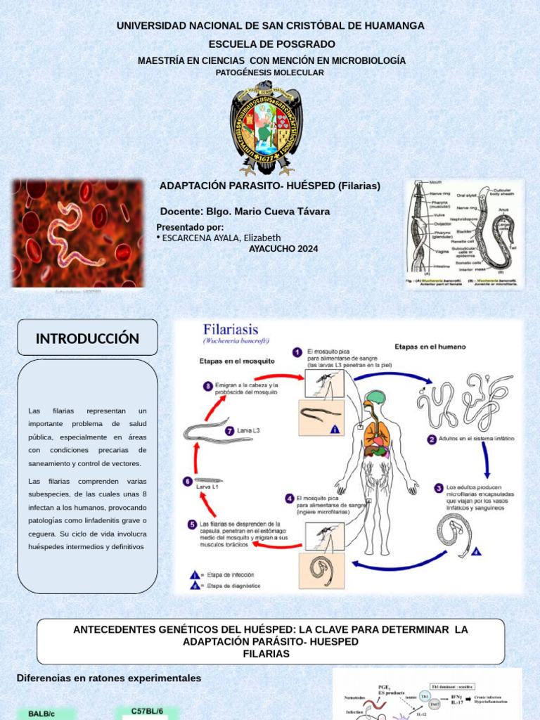Filarias. Patog. | PDF
