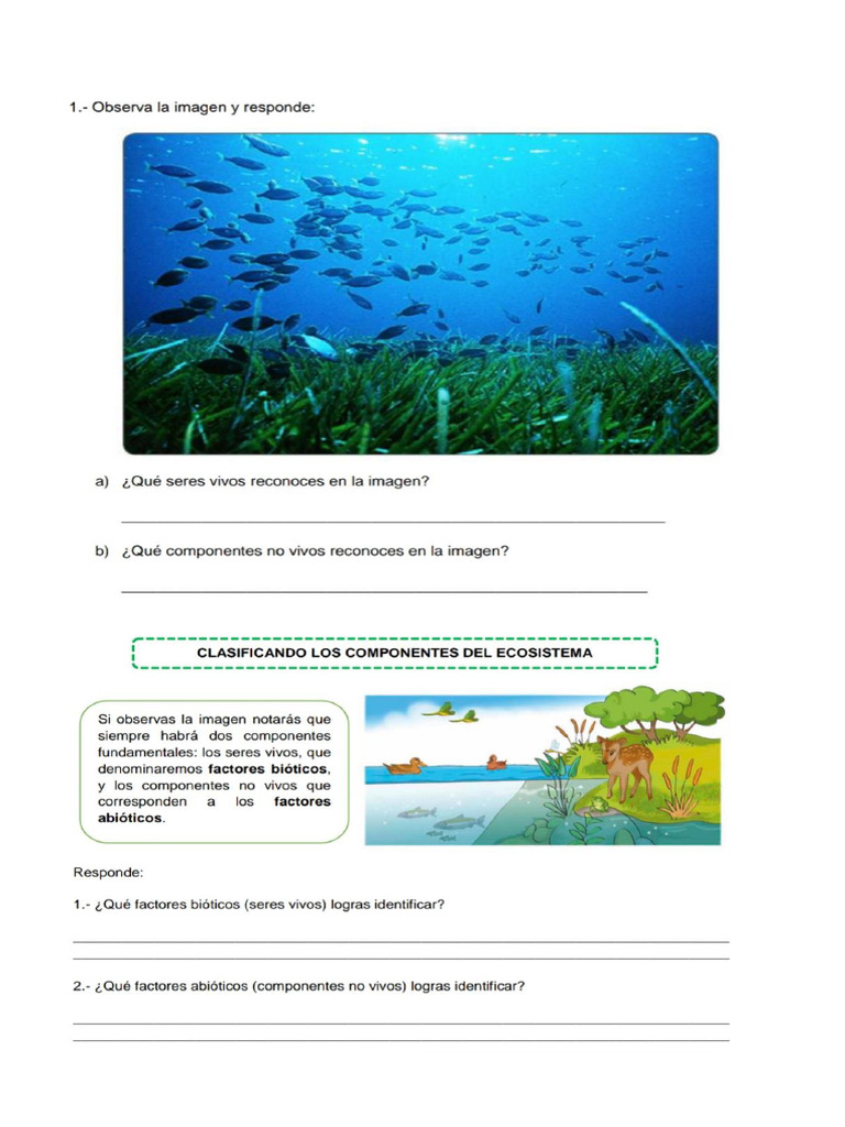Ecosistemas y Sus Componentes | PDF