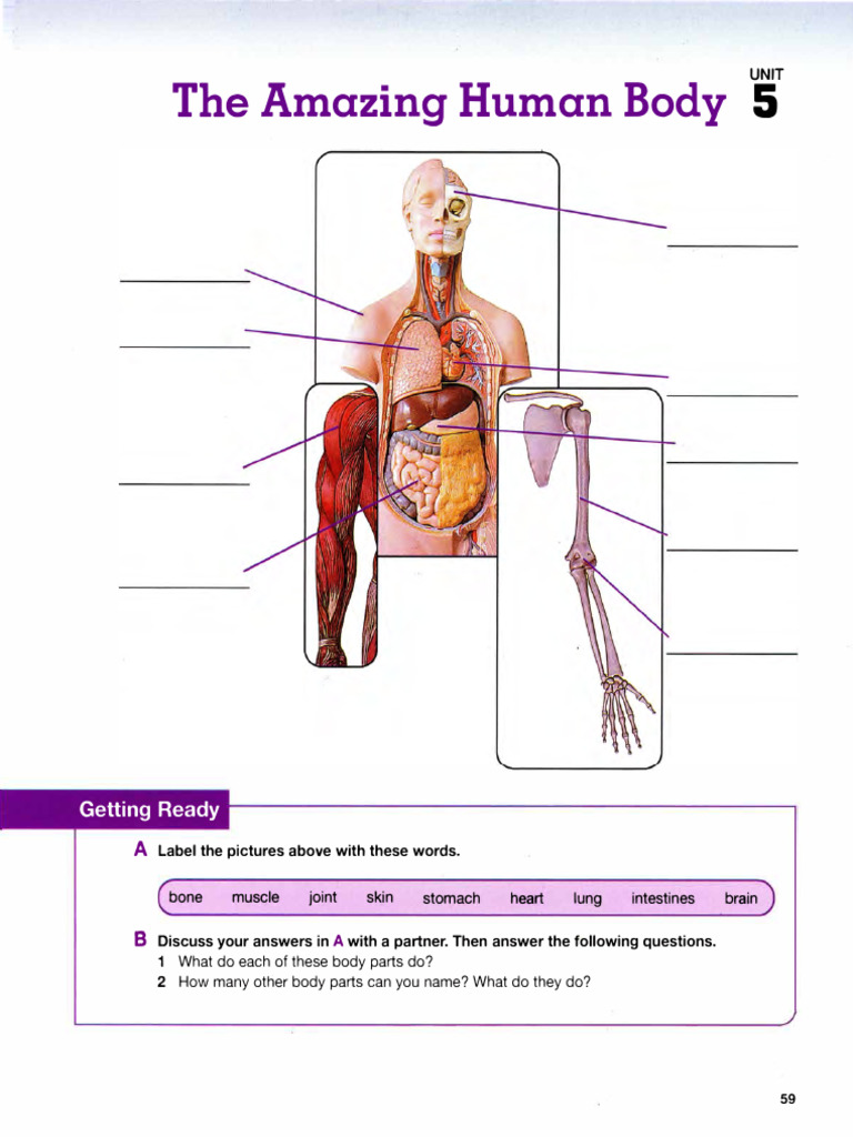 Our Amazing Human Body | PDF