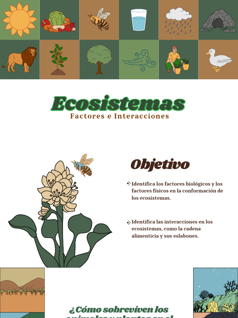 Presentación Educativa Sobre Ecosistemas Ilustrado Colorido | PDF | Ecosistema | Plantas