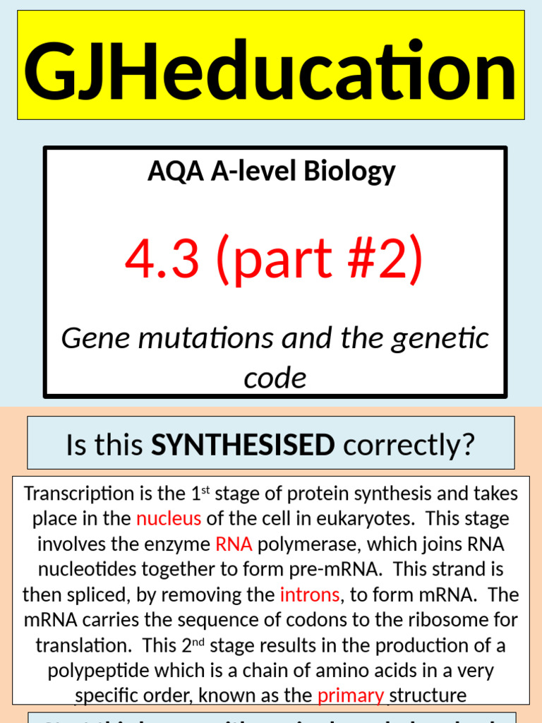 Gene Mutations and Protein Synthesis | PDF | Genetic Code | Point Mutation