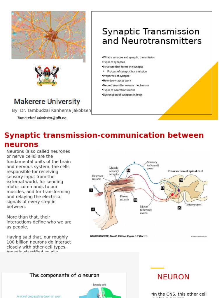 Structure and Process of Synaptic Transmission | PDF | Chemical Synapse ...