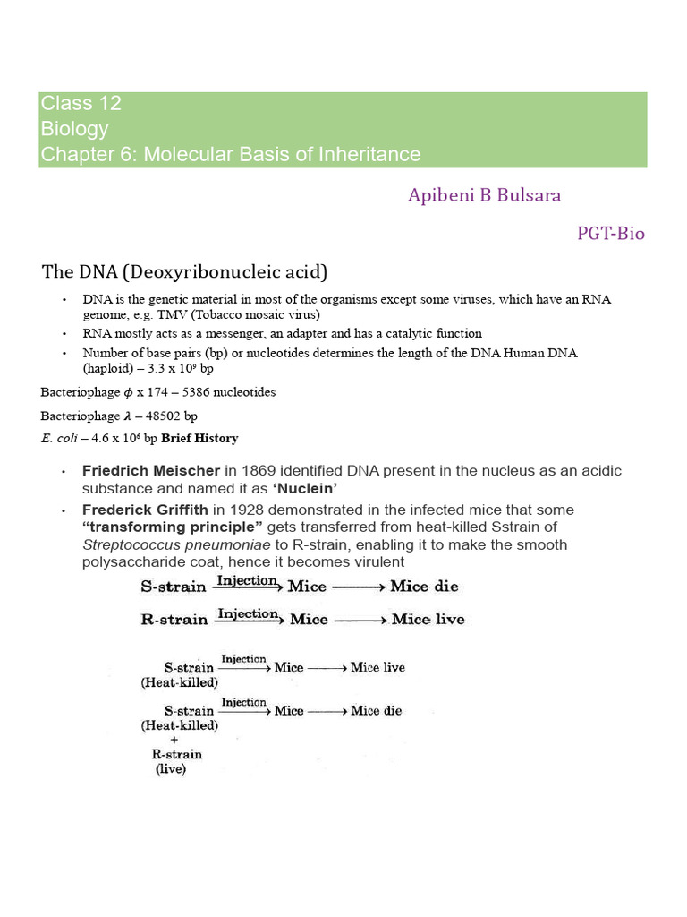 Chapter - 6 MOLECULAR BASIS OF INHERITANCE | PDF | Operon | Translation (Biology)