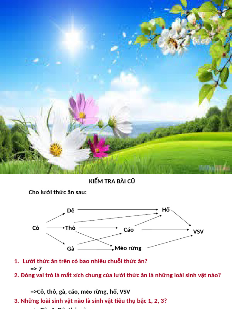 Bai 45 Dong Nang Luong Trong He Sinh Thai Va Hieu Suat Sinh Thai | PDF