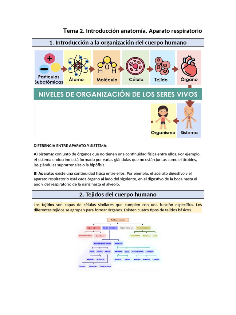 Tema 2. Aparato Respiratorio | PDF | Pulmón | Sistema respiratorio