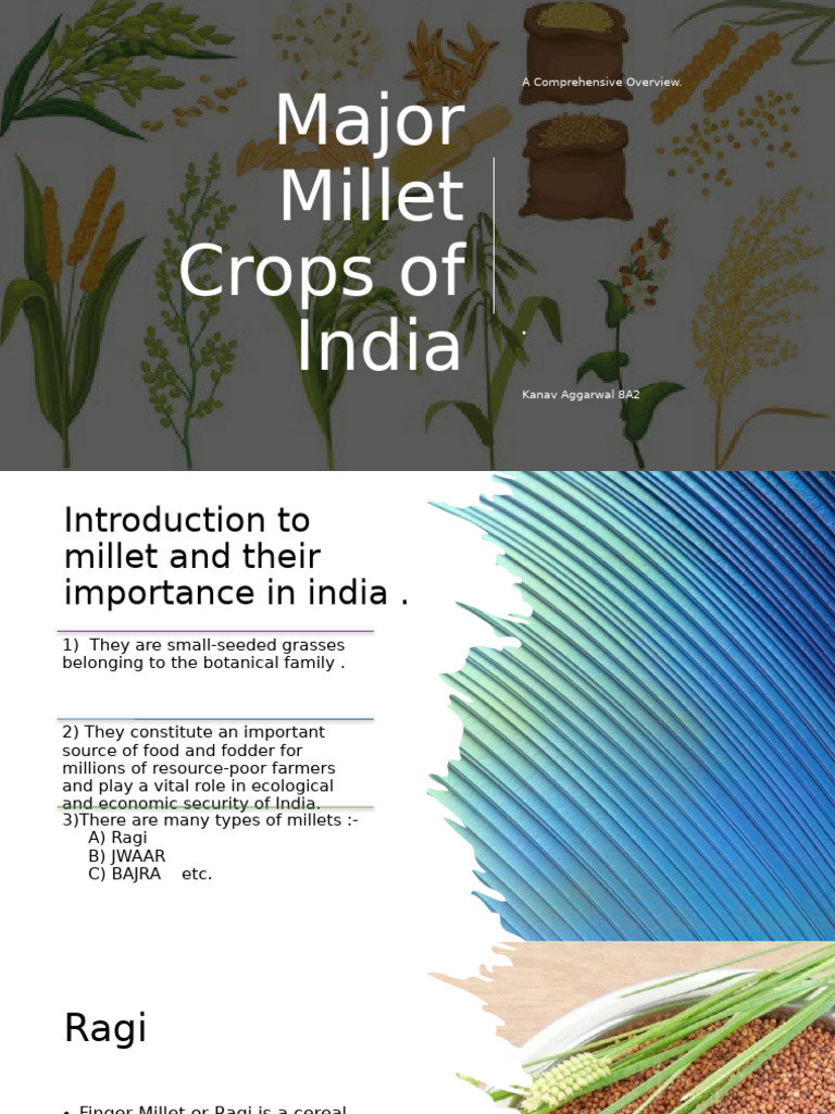 Major Millet Crops of India 2 | PDF | Crops | Agriculture