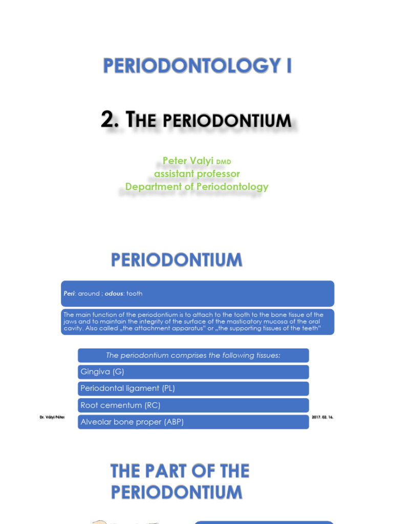 PE 1-2 Morphology of The Periodontium | PDF | Human Tooth | Epithelium