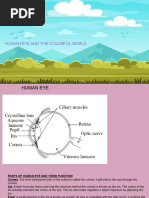 Grade 12 Life Science The Eye | PDF | Eye | Myopia