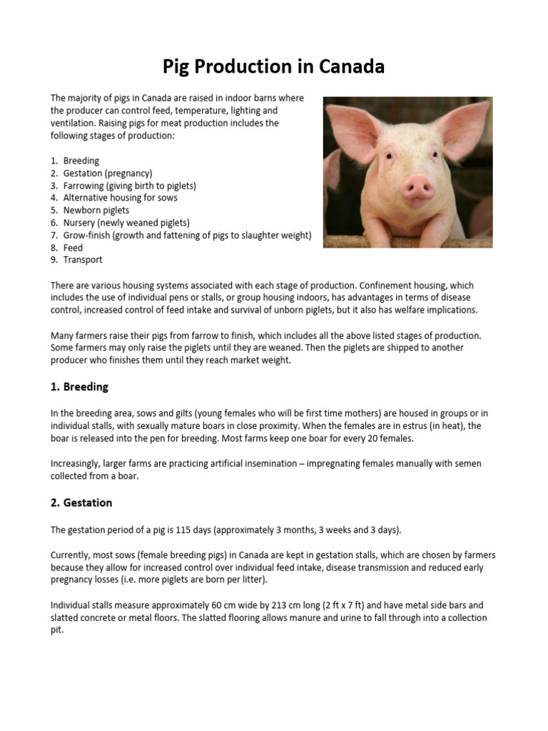 Overview of Pig Farming in Canada | PDF | Pig