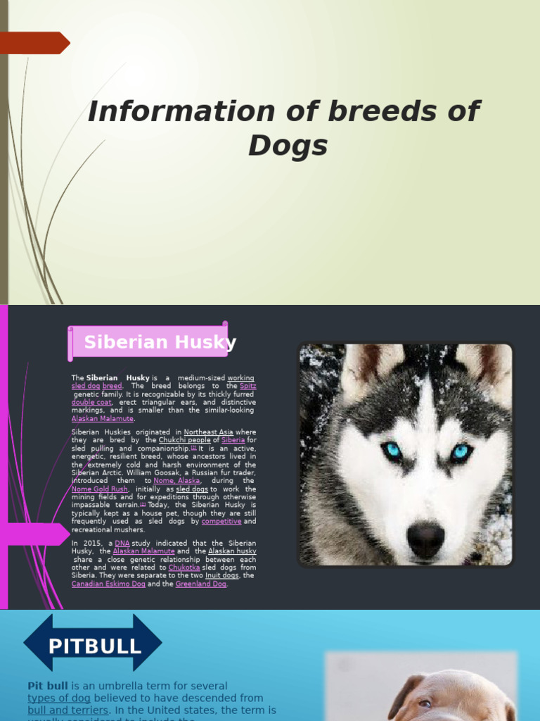 Dog Breeds: Siberian Husky, Pit Bull, Pug | PDF | Dog Breeding | Animal ...