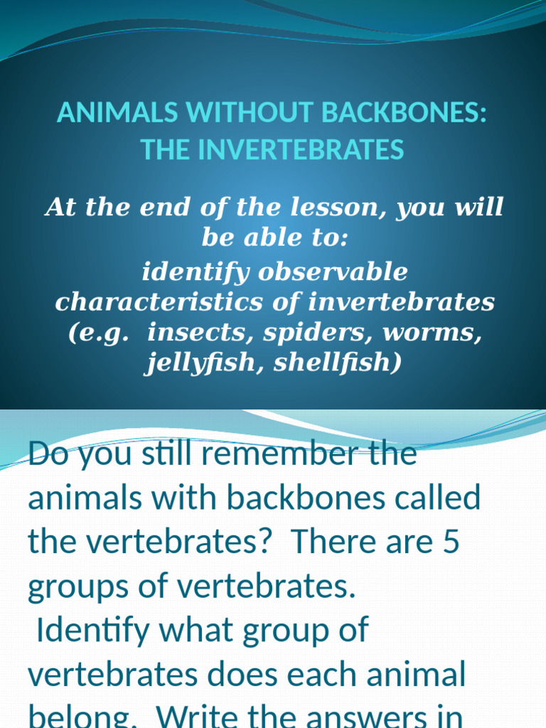 Invertebrates: Animals Without Backbones | PDF | Invertebrate | Skeleton