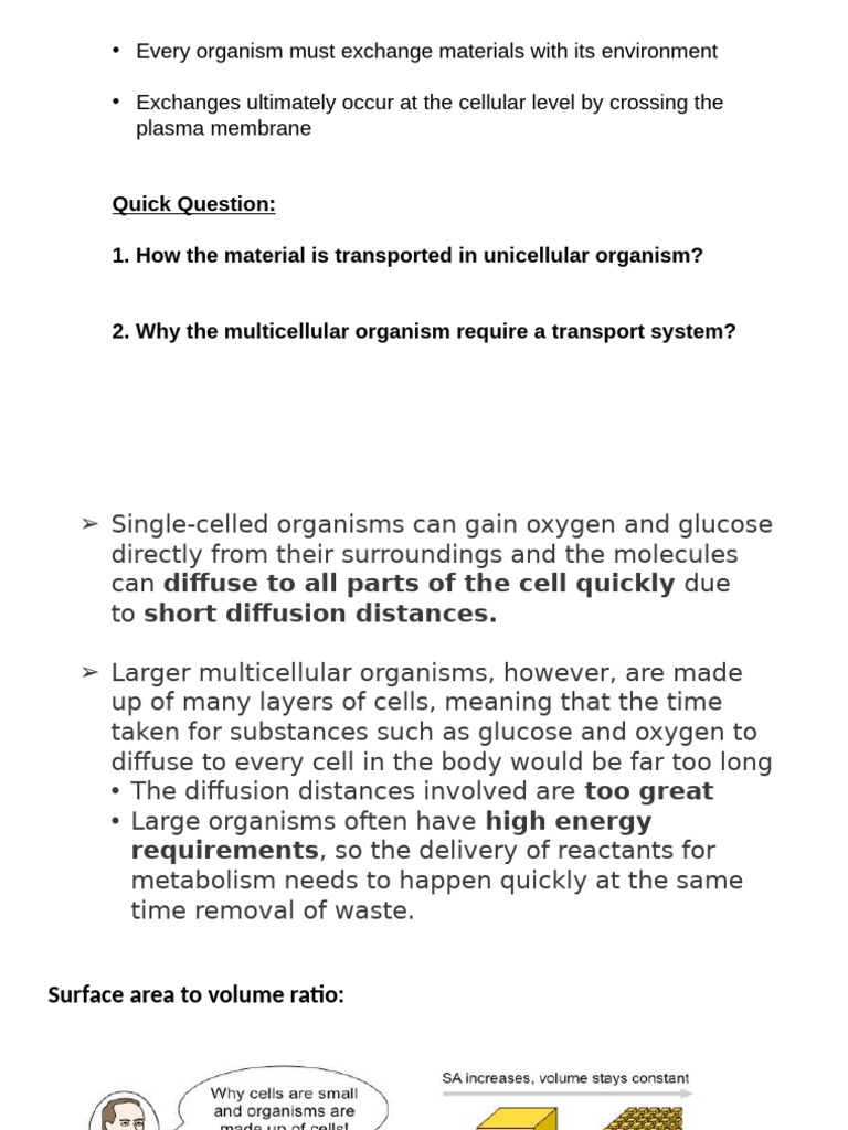 Topic 1B 1 (AS) | PDF | Artery | Heart Valve