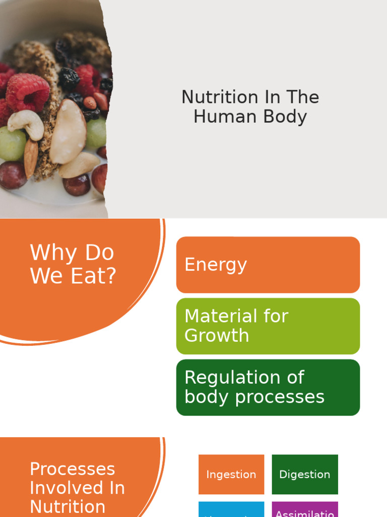 Nutrition in The Human Body | PDF | Pancreas | Small Intestine